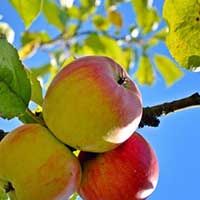 Anna Apple